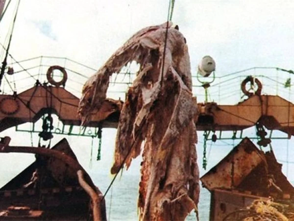 Zuiyo-Maru Carcass | NatureRules1 Wiki | Fandom