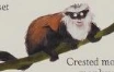 Crested Mona Monkey | NatureRules1 Wiki | Fandom