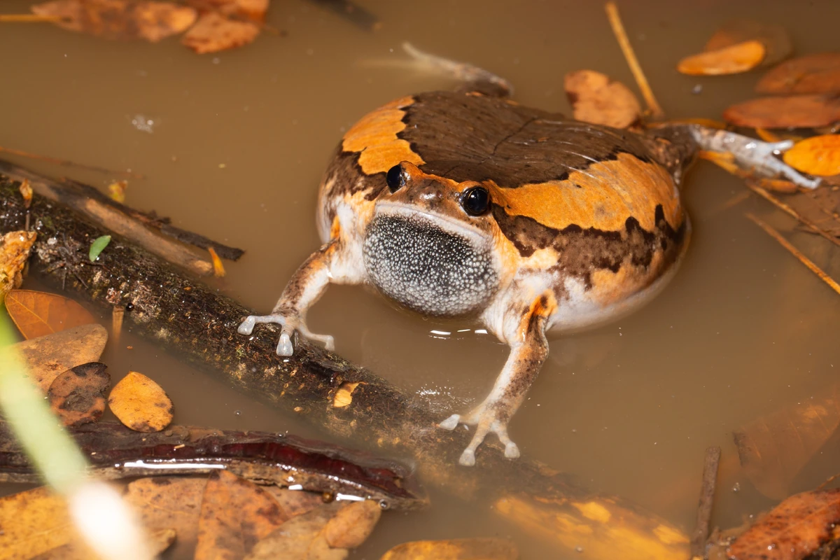 Banded Bullfrog | NatureRules1 Wiki | Fandom
