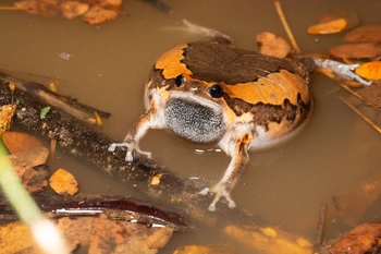 Banded Bullfrog | NatureRules1 Wiki | Fandom