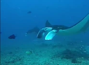 Spinetail Mobula | NatureRules1 Wiki | Fandom