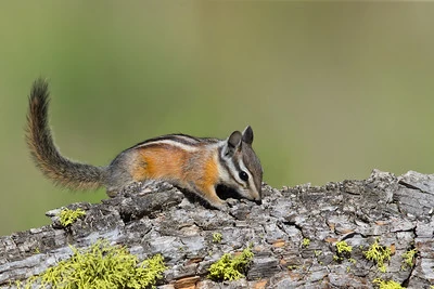Yellow Pine Chipmunk | NatureRules1 Wiki | Fandom