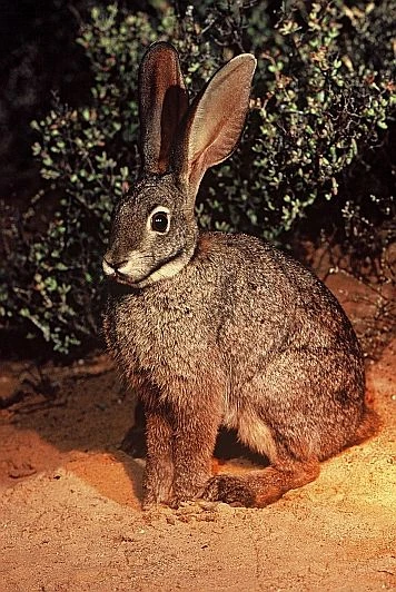 Riverine Rabbit | NatureRules1 Wiki | Fandom