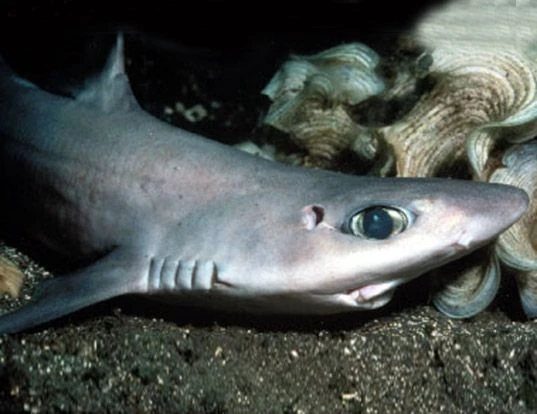 Longnose Spurdog | NatureRules1 Wiki | Fandom