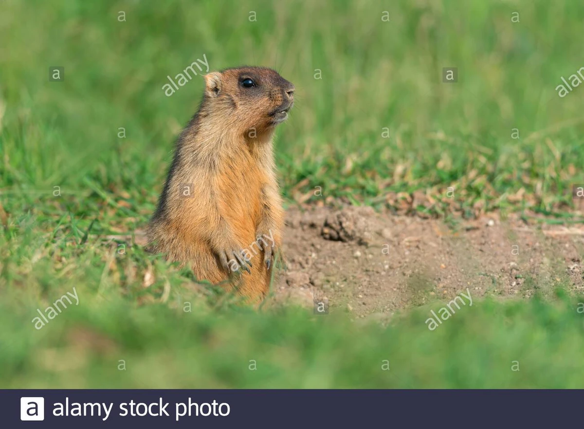 Bobak Marmot | NatureRules1 Wiki | Fandom