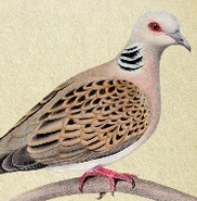 European Turtle Dove | NatureRules1 Wiki | Fandom