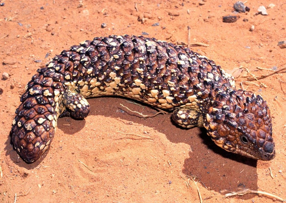 Shingleback Skink | NatureRules1 Wiki | Fandom