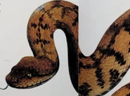 Asp Viper | NatureRules1 Wiki | Fandom