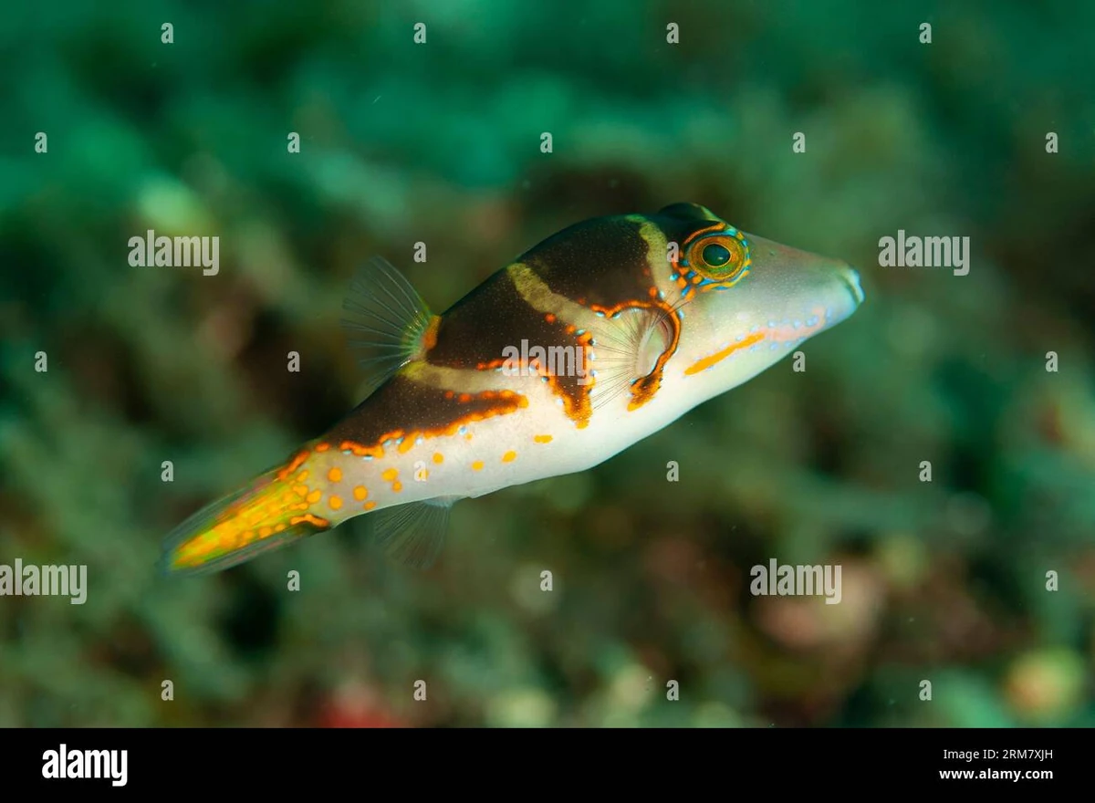 Pacific Crown Toby | NatureRules1 Wiki | Fandom