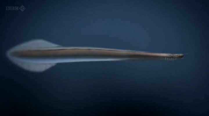 Pikaia | NatureRules1 Wiki | Fandom