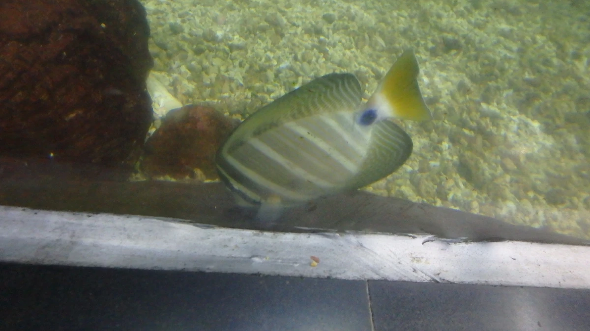 Sailfin Tang | NatureRules1 Wiki | Fandom