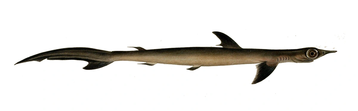 Sliteye Shark | NatureRules1 Wiki | Fandom