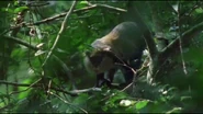 Mona Monkey | NatureRules1 Wiki | Fandom