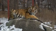 Siberian Tiger | NatureRules1 Wiki | Fandom