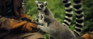 Ring-tailed Lemur | NatureRules1 Wiki | Fandom