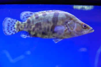 Chinese Perch | NatureRules1 Wiki | Fandom