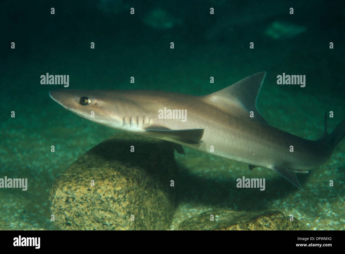 Common Smooth-hound | NatureRules1 Wiki | Fandom