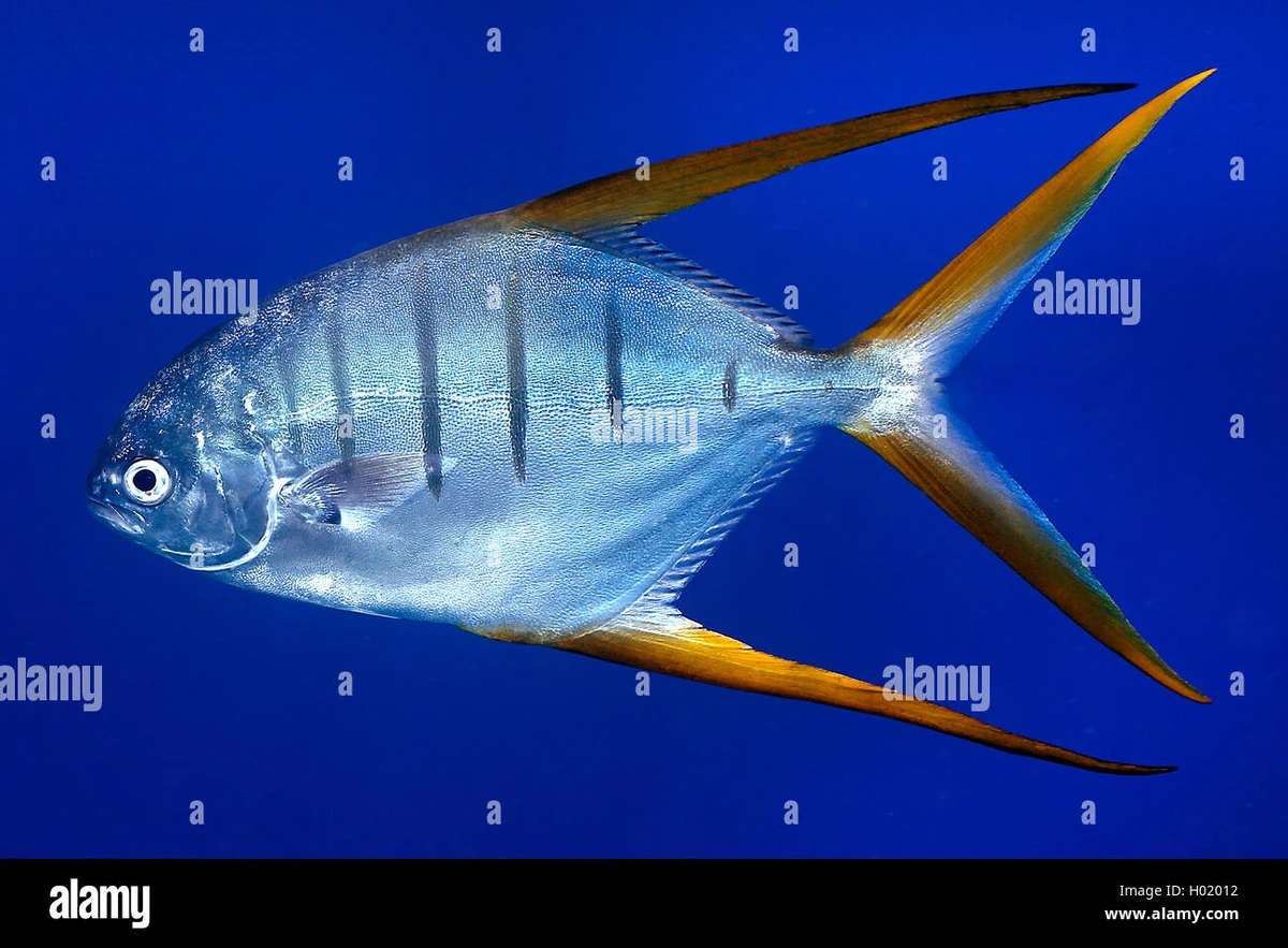 Gafftopsail Pompano | NatureRules1 Wiki | Fandom