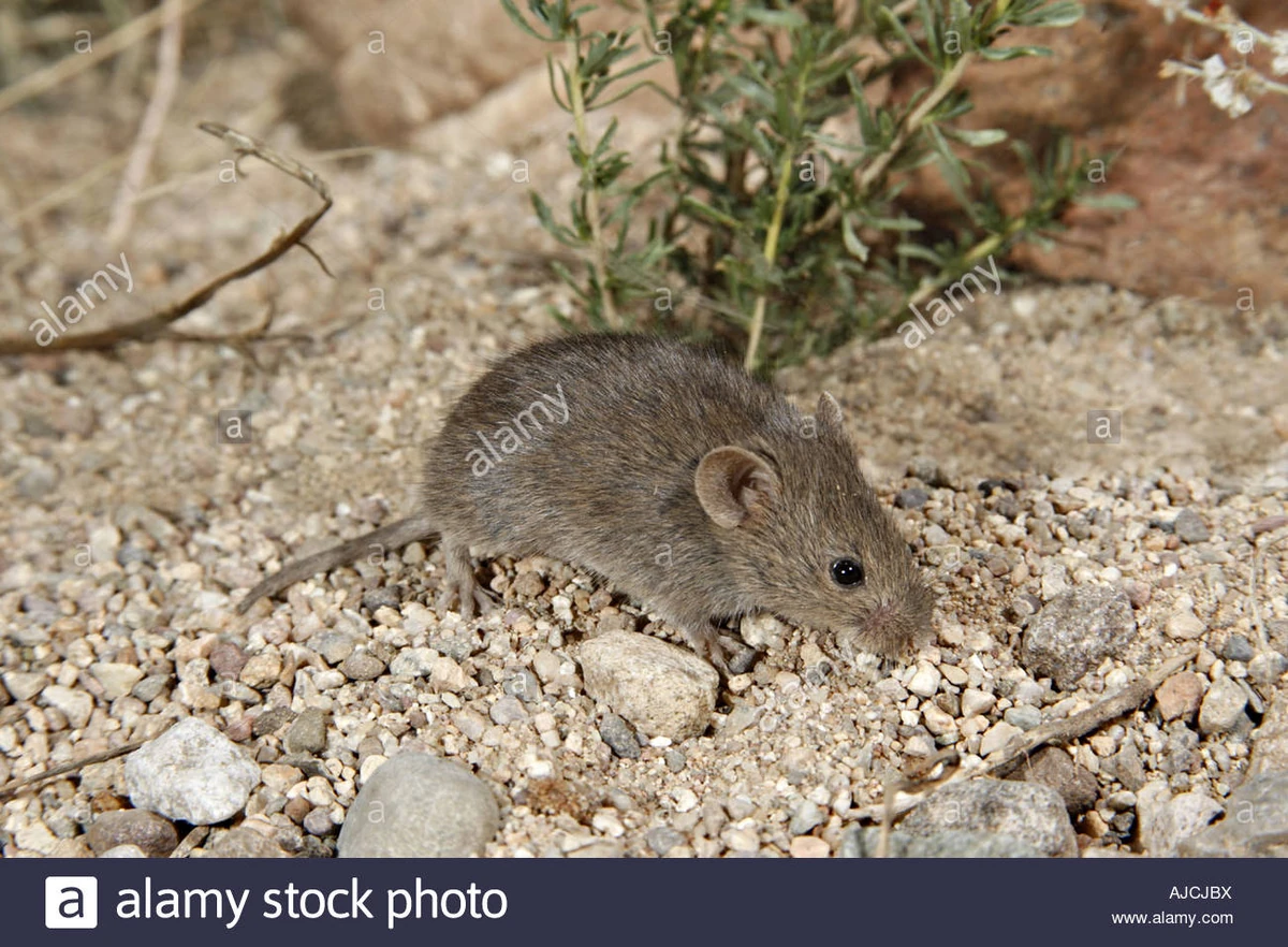 Northern Pygmy Mouse | NatureRules1 Wiki | Fandom