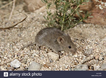 Northern Pygmy Mouse | NatureRules1 Wiki | Fandom