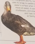 Fuegian Steamer Duck | NatureRules1 Wiki | Fandom