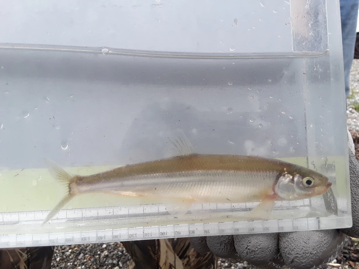 Surf Smelt | NatureRules1 Wiki | Fandom