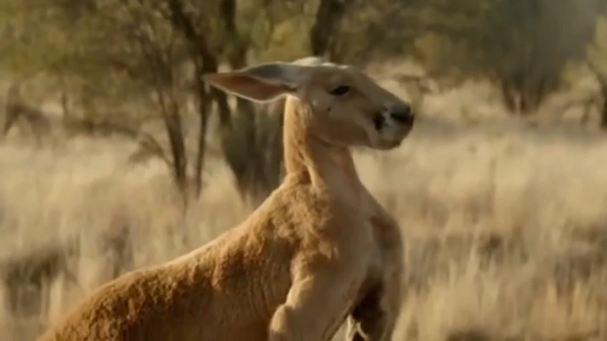 Nature of Australia | NatureRules1 Wiki | Fandom