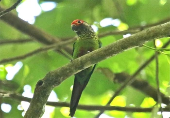 Rose-fronted Parakeet | NatureRules1 Wiki | Fandom