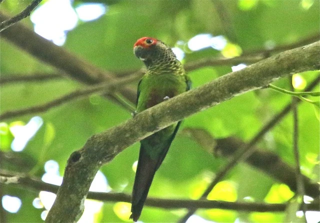 Rose-fronted Parakeet | NatureRules1 Wiki | Fandom