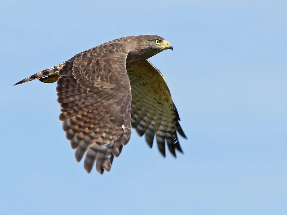 Roadside Hawk | NatureRules1 Wiki | Fandom