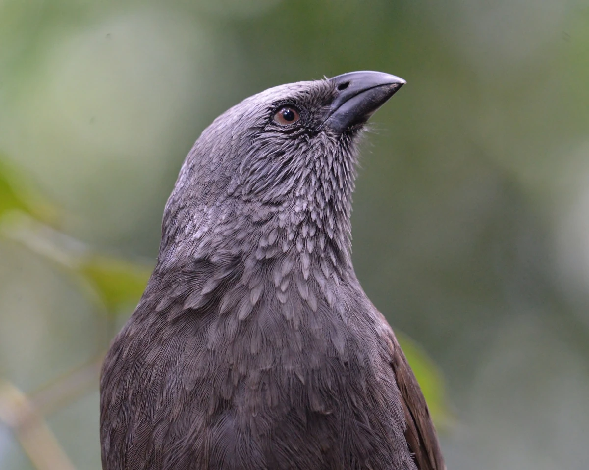 Apostlebird | NatureRules1 Wiki | Fandom