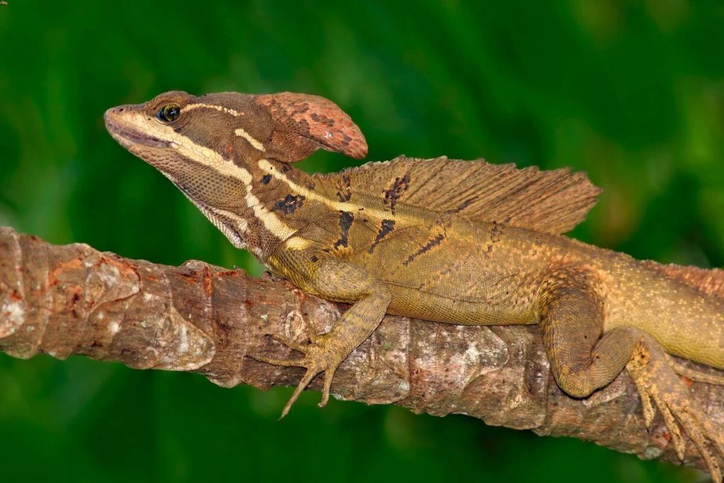 Brown Basilisk | NatureRules1 Wiki | Fandom