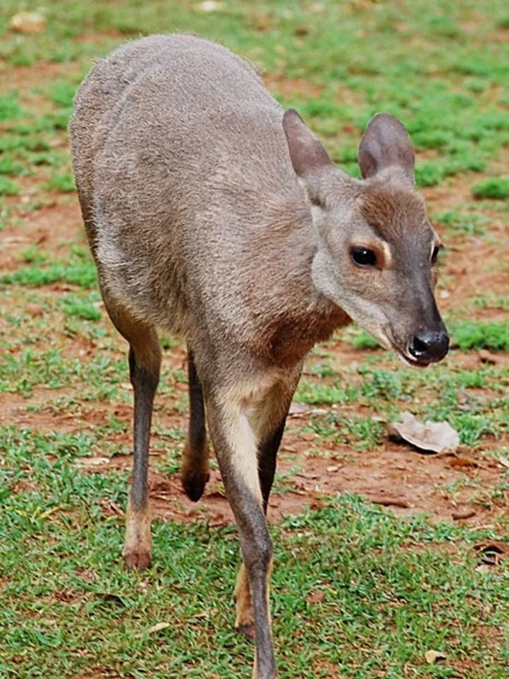 Grey Brocket | NatureRules1 Wiki | Fandom