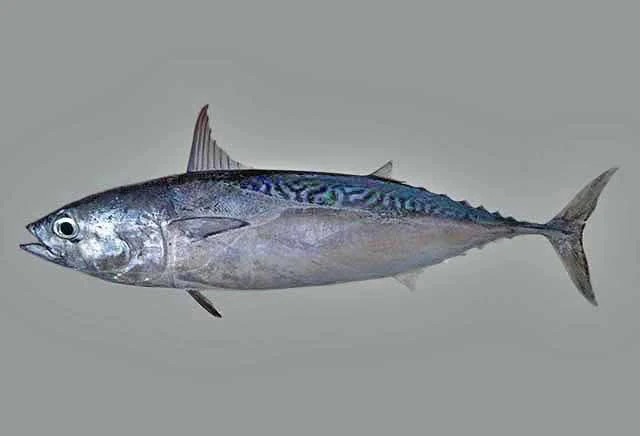 Frigate Tuna | NatureRules1 Wiki | Fandom