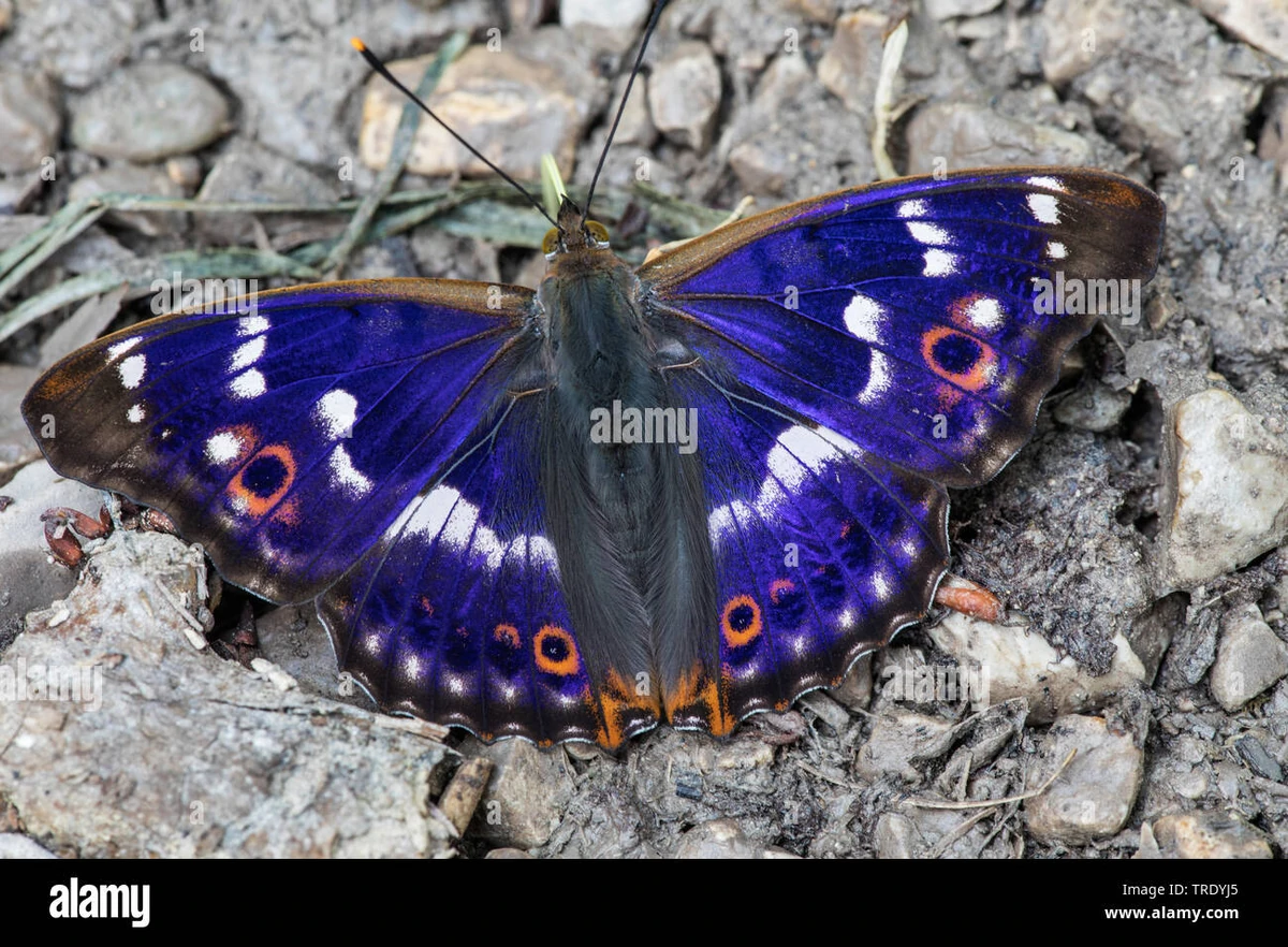 Lesser Purple Emperor | NatureRules1 Wiki | Fandom