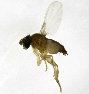 Phorid Fly | NatureRules1 Wiki | Fandom