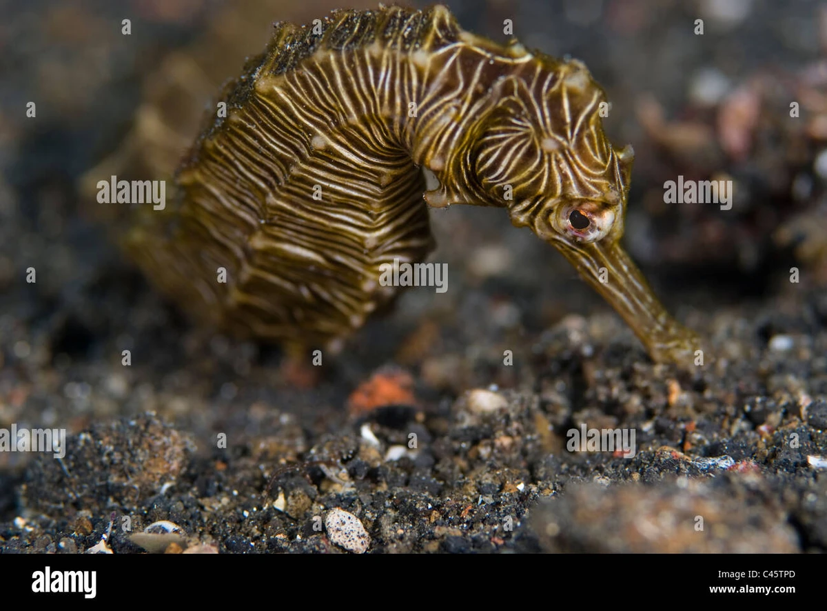 Zebra Seahorse | NatureRules1 Wiki | Fandom