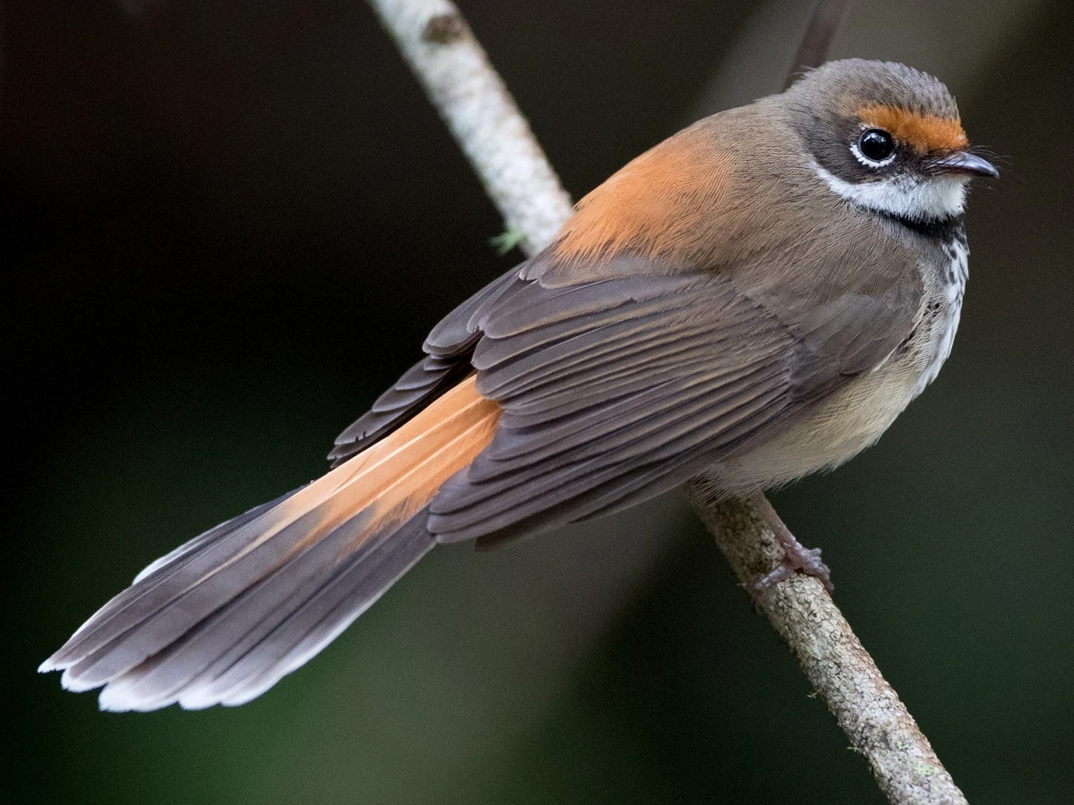 Rufous Fantail | NatureRules1 Wiki | Fandom