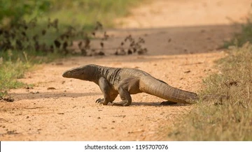 Indian Monitor Lizard