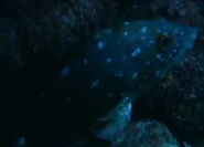 Starry Grouper | NatureRules1 Wiki | Fandom