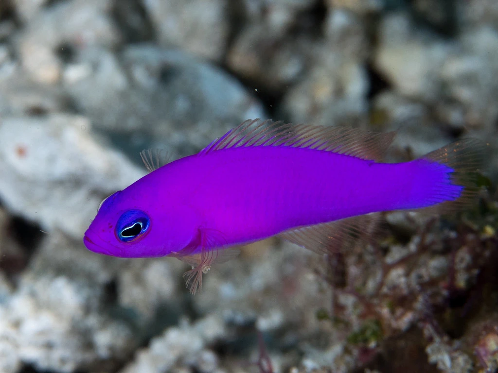 Magenta Dottyback | NatureRules1 Wiki | Fandom