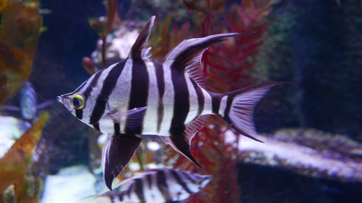 Category:Enoplosidae | NatureRules1 Wiki | Fandom