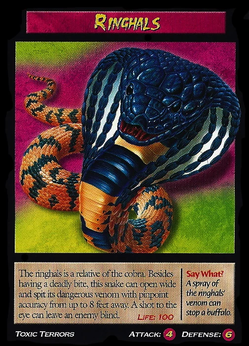 Rinkhals | NatureRules1 Wiki | Fandom