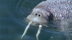 The Animal Atlas | NatureRules1 Wiki | Fandom