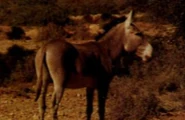 African Wild Ass | NatureRules1 Wiki | Fandom