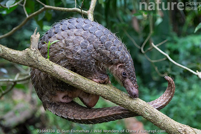 Sunda Pangolin | NatureRules1 Wiki | Fandom