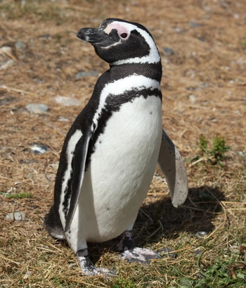 Magellanic Penguin | NatureRules1 Wiki | Fandom