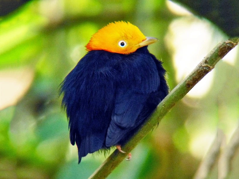 Golden-headed Manakin | NatureRules1 Wiki | Fandom