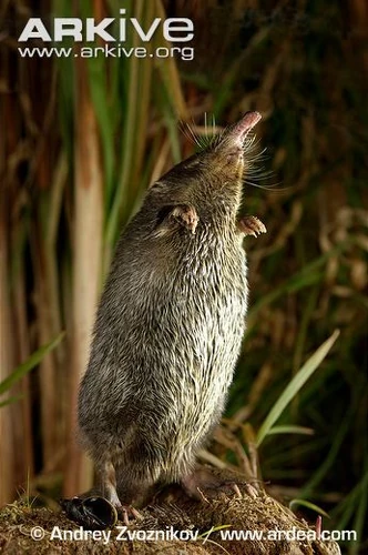 Russian Desman | NatureRules1 Wiki | Fandom