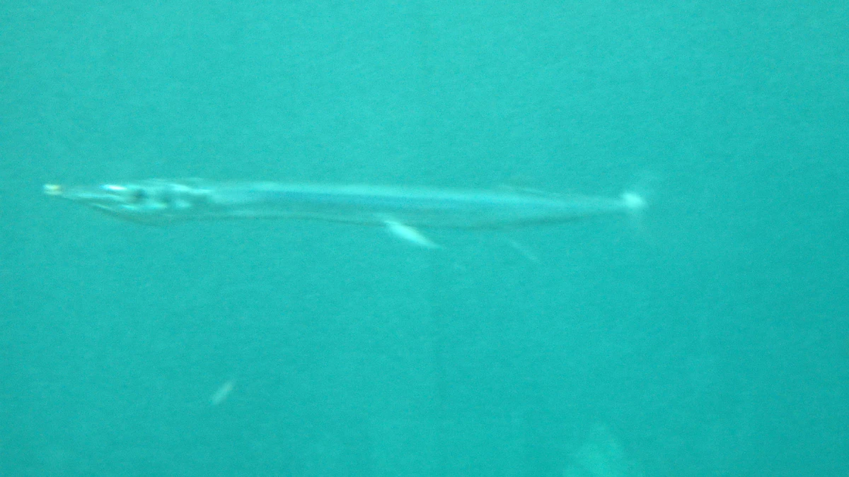 Category:Needlefish | NatureRules1 Wiki | Fandom